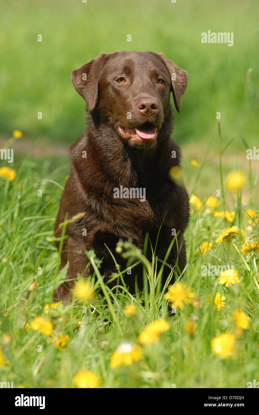 brown Labrador Retriever Stock Photo - Alamy