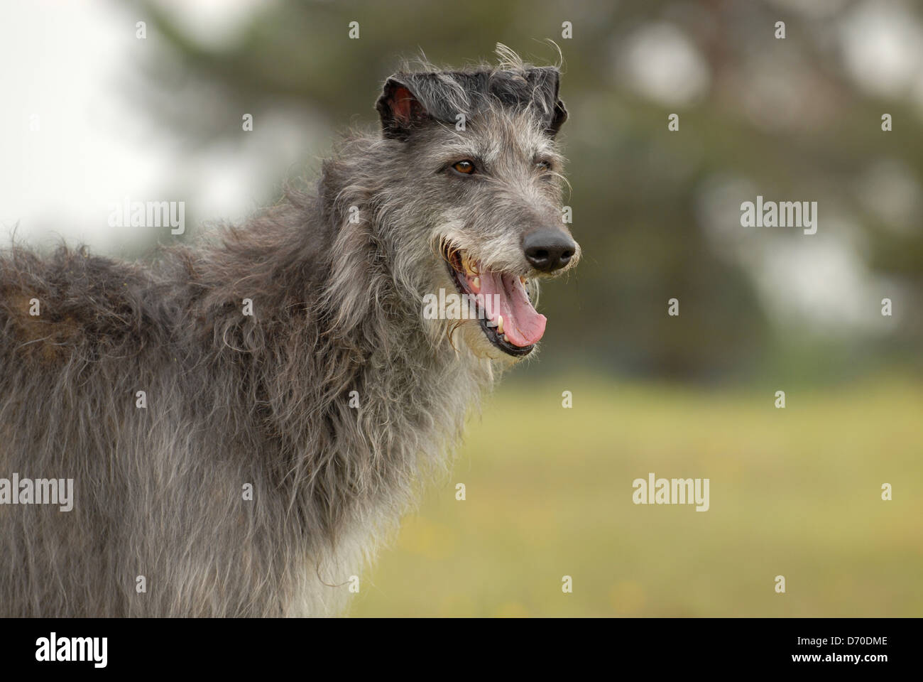 Scottish deerhounds hi-res stock photography and images - Alamy