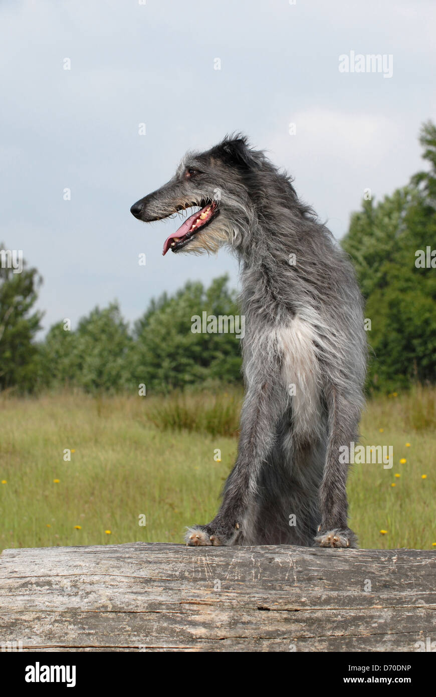 Scottish deerhounds hi-res stock photography and images - Alamy