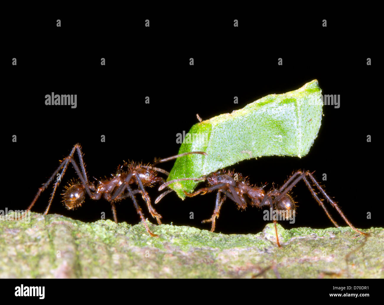 Leaf cutter ants rainforest hi-res stock photography and images - Alamy
