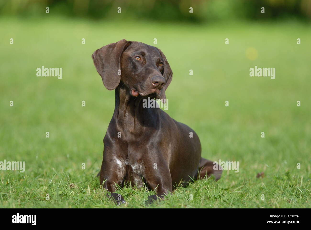 female German Shorthaired Pointer Stock Photo - Alamy