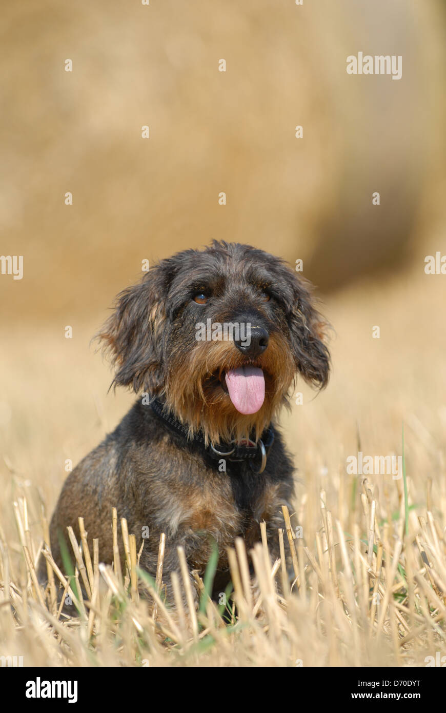 Teckel dachshund hunting hi-res stock photography and images - Alamy
