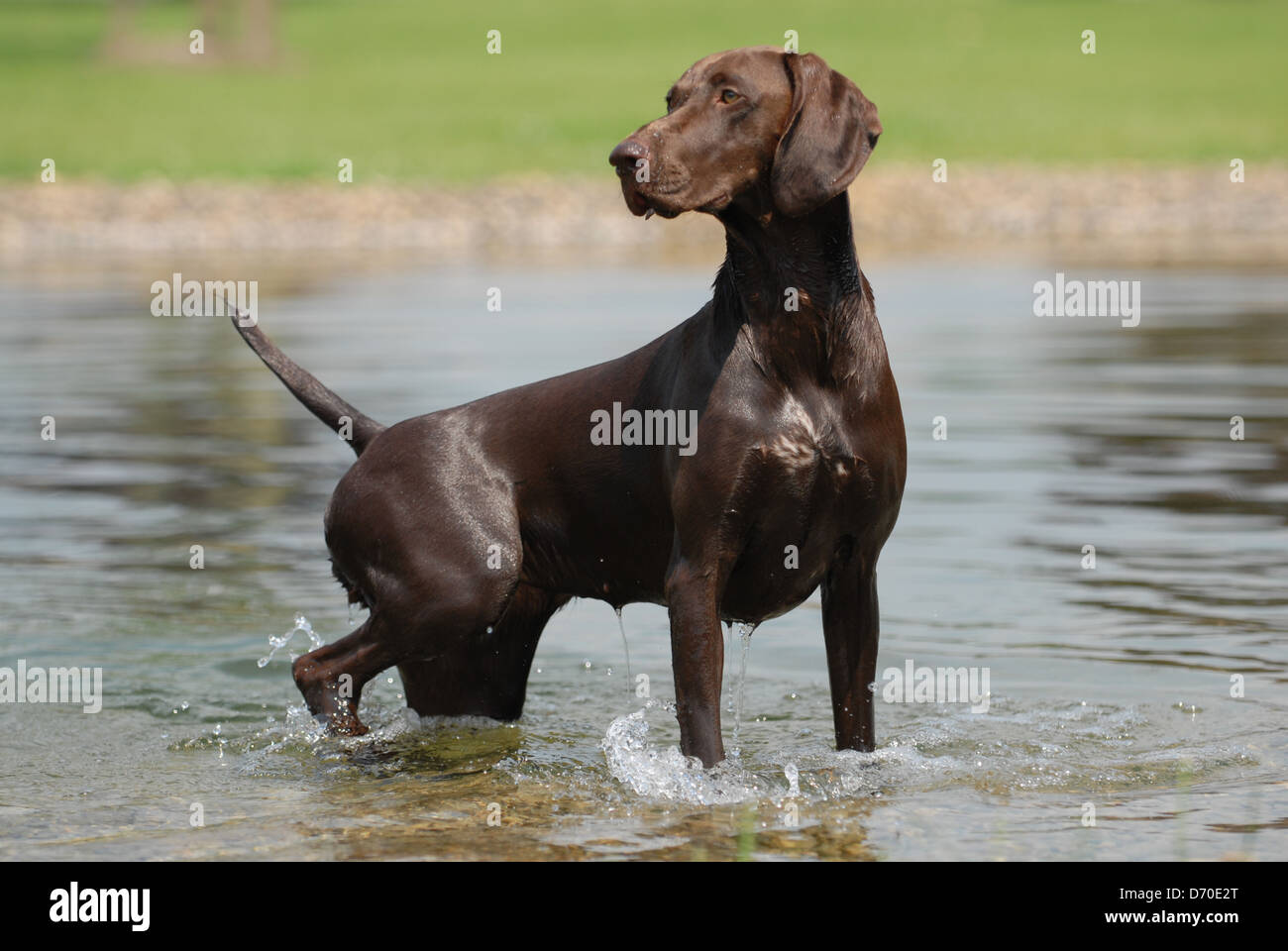 female German Shorthaired Pointer Stock Photo - Alamy