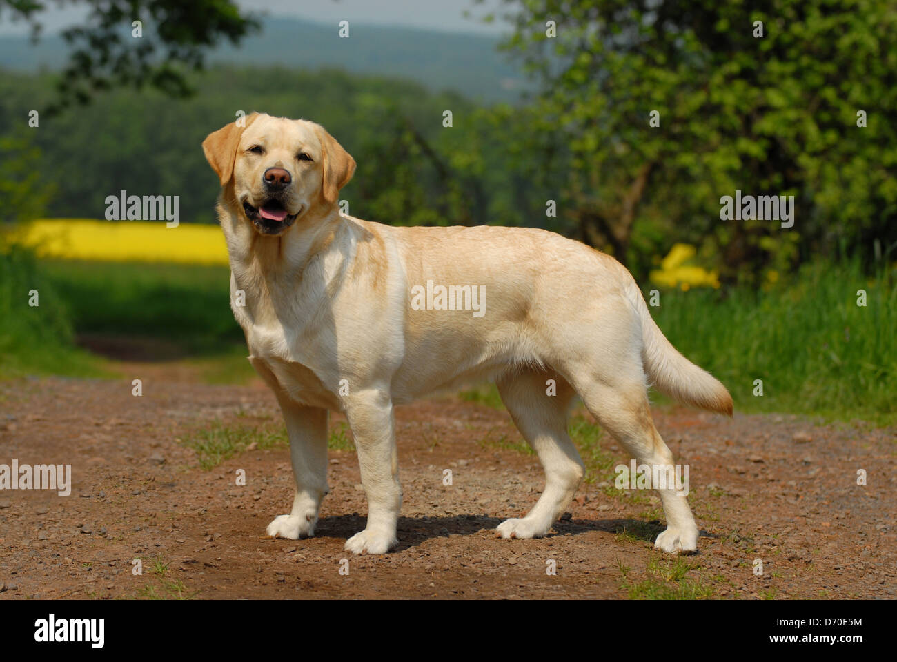 blonde Labrador Retriever Stock Photo - Alamy