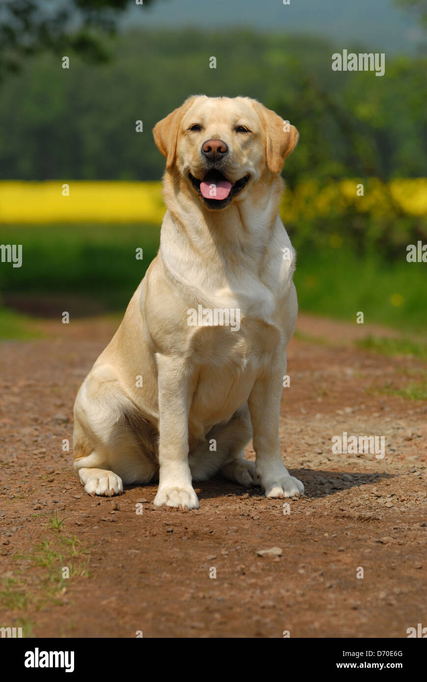 blonde Labrador Retriever Stock Photo - Alamy
