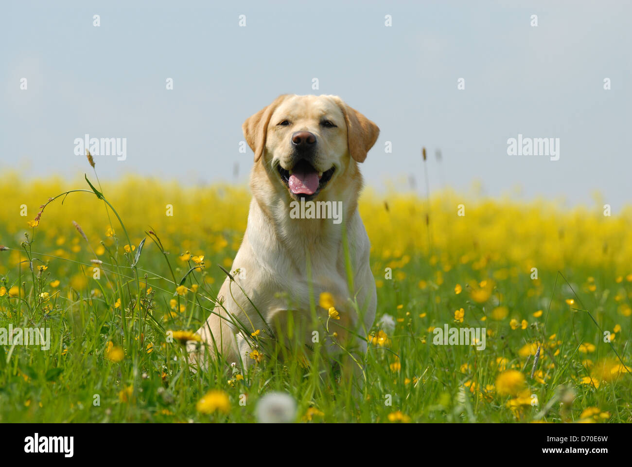 blonde Labrador Retriever Stock Photo - Alamy