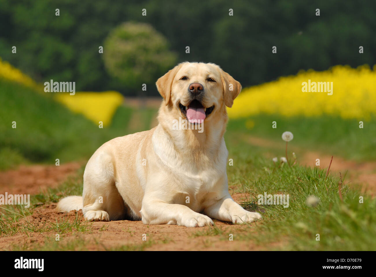 blonde Labrador Retriever Stock Photo - Alamy