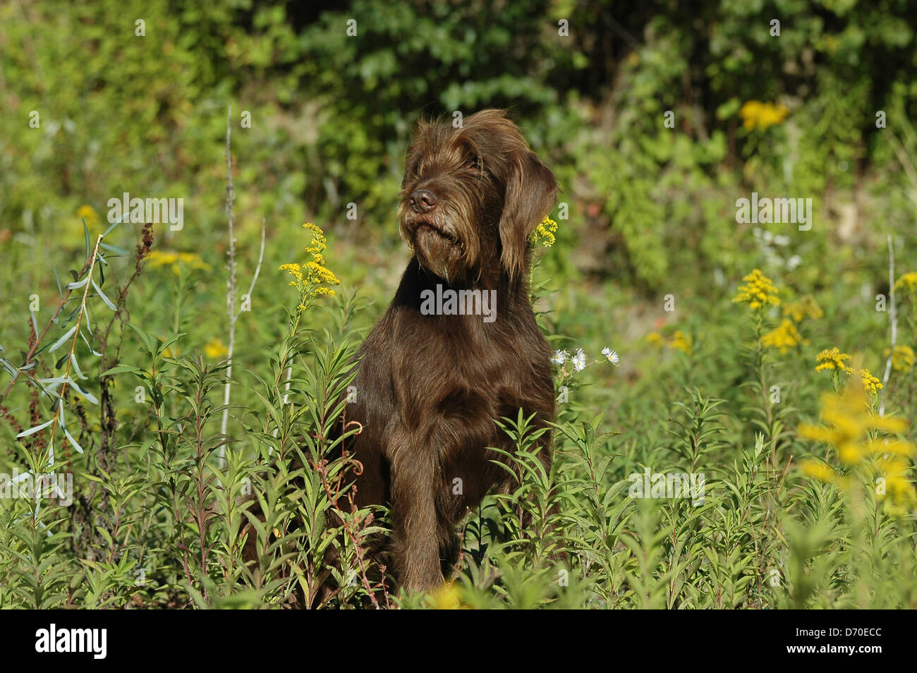 German Broken-coated Pointing Dog Stock Photo - Alamy