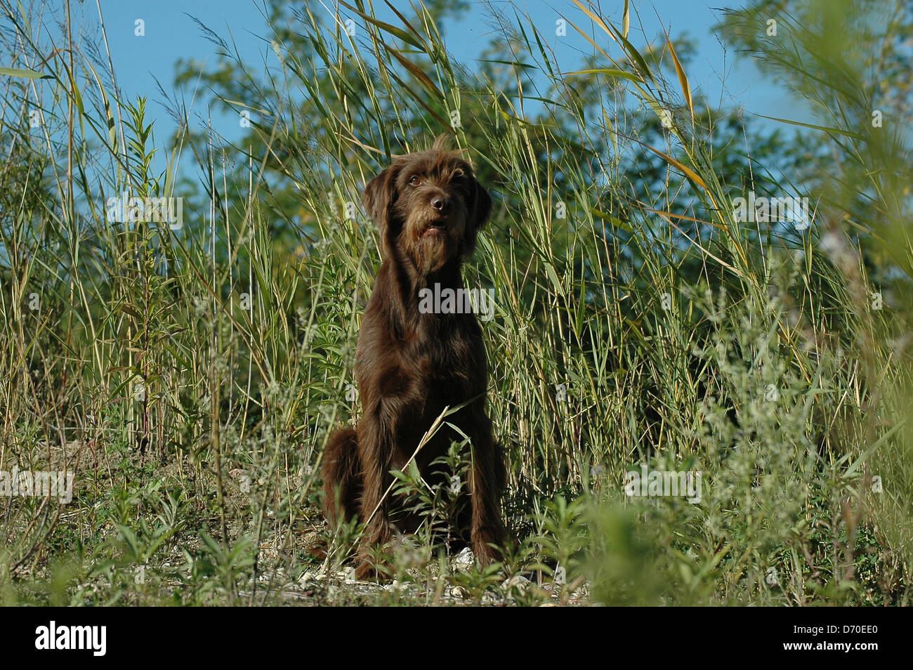 German Broken-coated Pointing Dog Stock Photo - Alamy