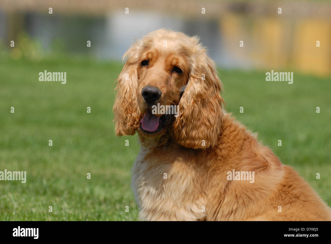 young English Cocker Spaniel Stock Photo - Alamy