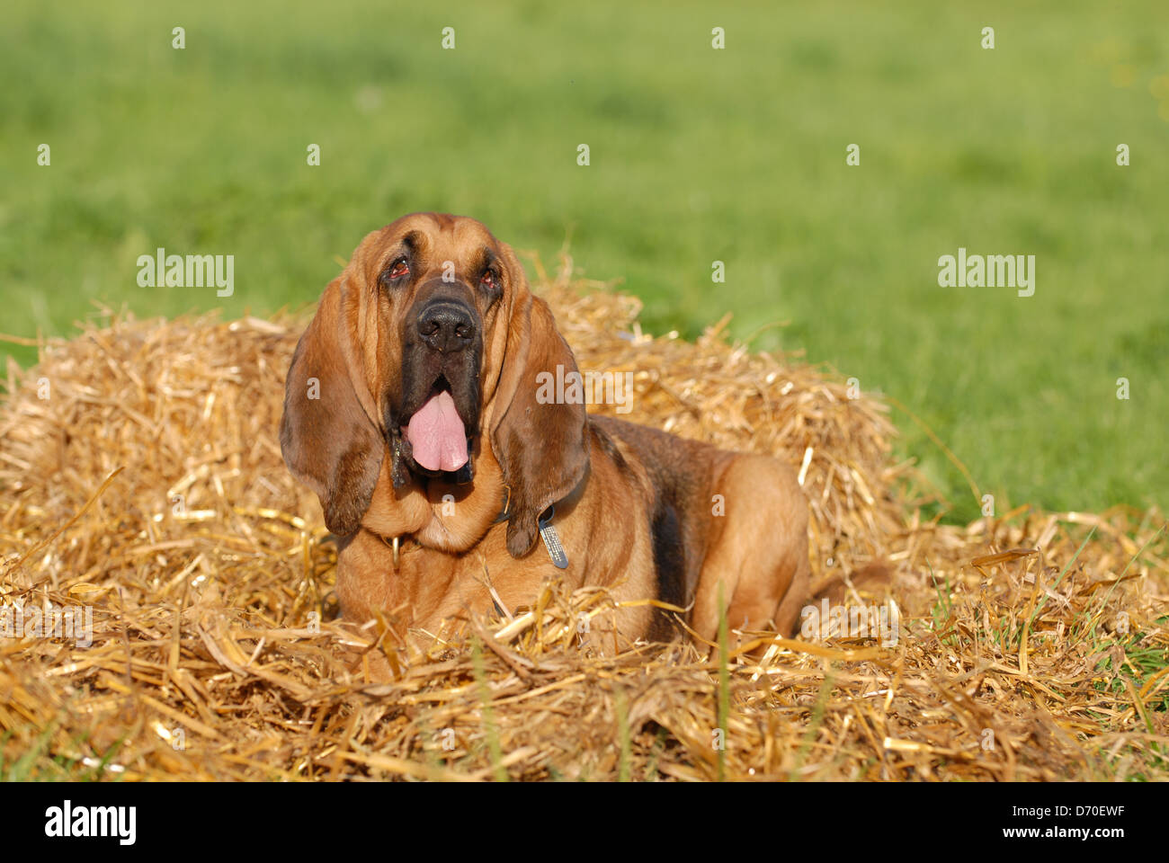 Bloodhounds tongue dogs dog hi-res stock photography and images - Alamy