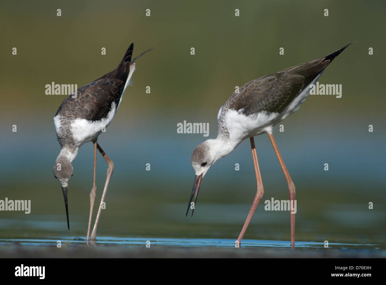 Black-winged Stilts hunting Stock Photo - Alamy