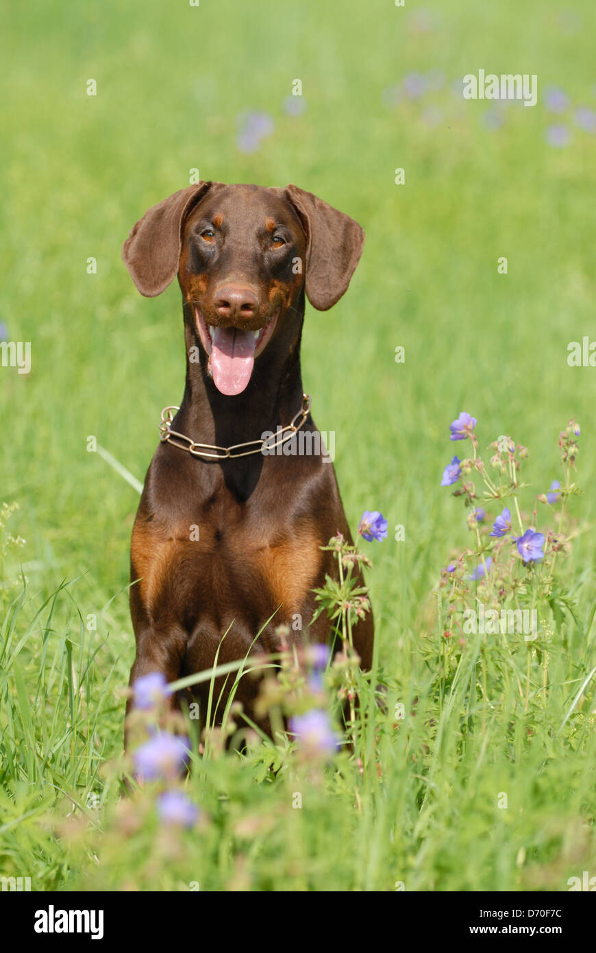 sitting Doberman Pinscher Stock Photo - Alamy