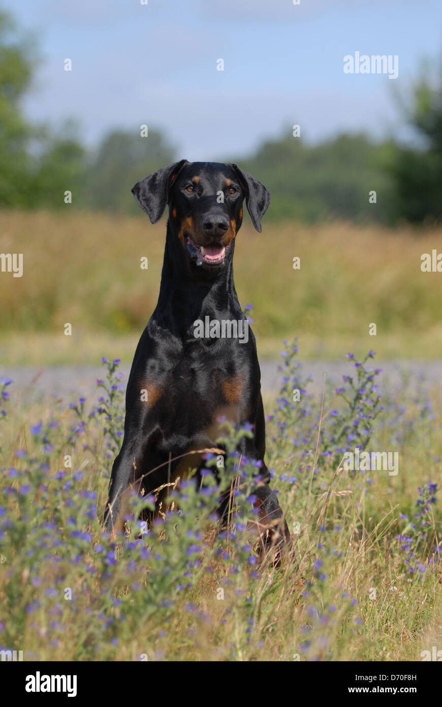 sitting Doberman Pinscher Stock Photo - Alamy