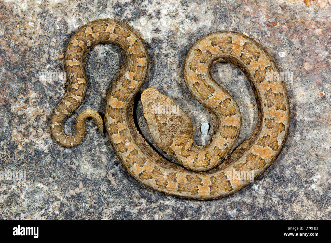 Lojan Lancehead (Bothrops lojanus) a very rare pitviper from southern ...