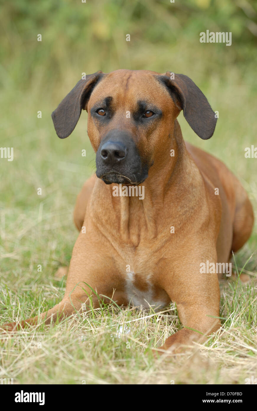 Rhodesian Ridgeback on meadow Stock Photo - Alamy