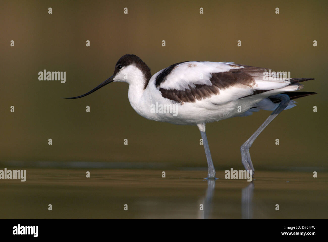 Avocet bird photography Stock Photo - Alamy
