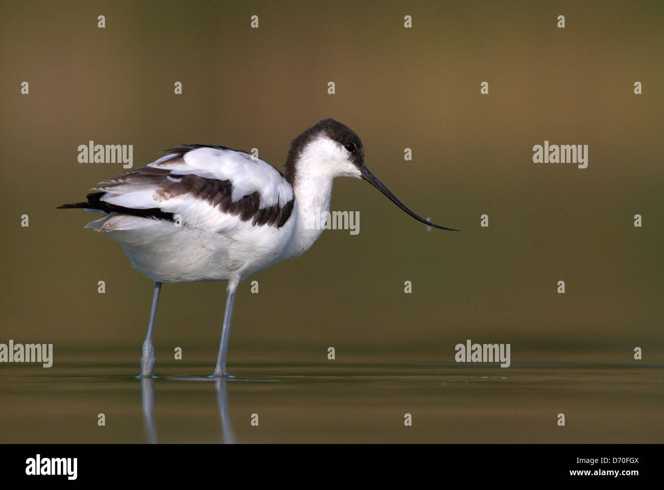 Avocet bird photography Stock Photo - Alamy