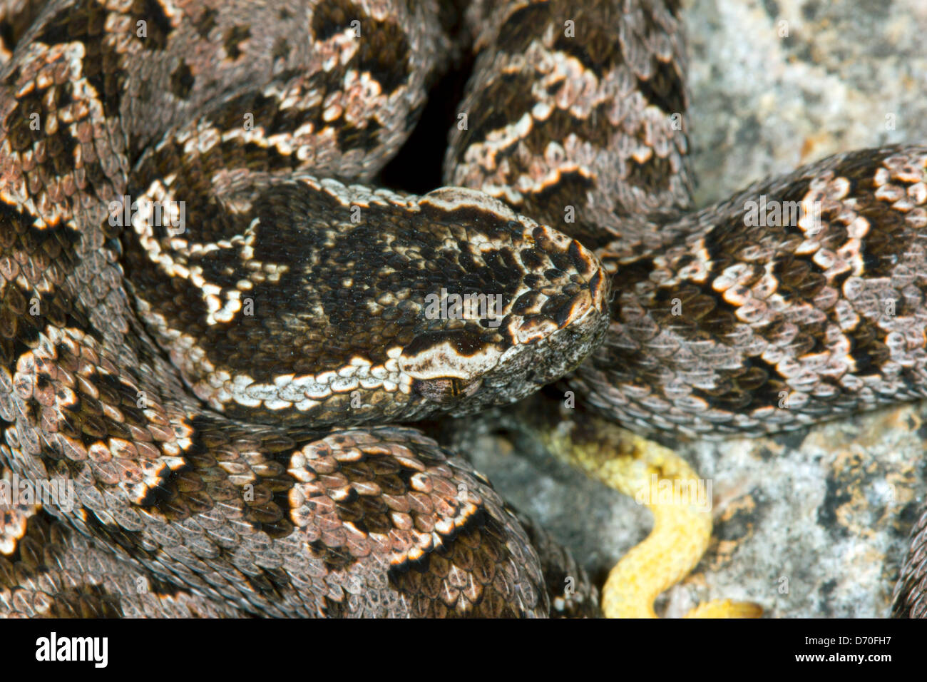 Lojan Lancehead (Bothrops lojanus) a very rare pitviper from southern ...