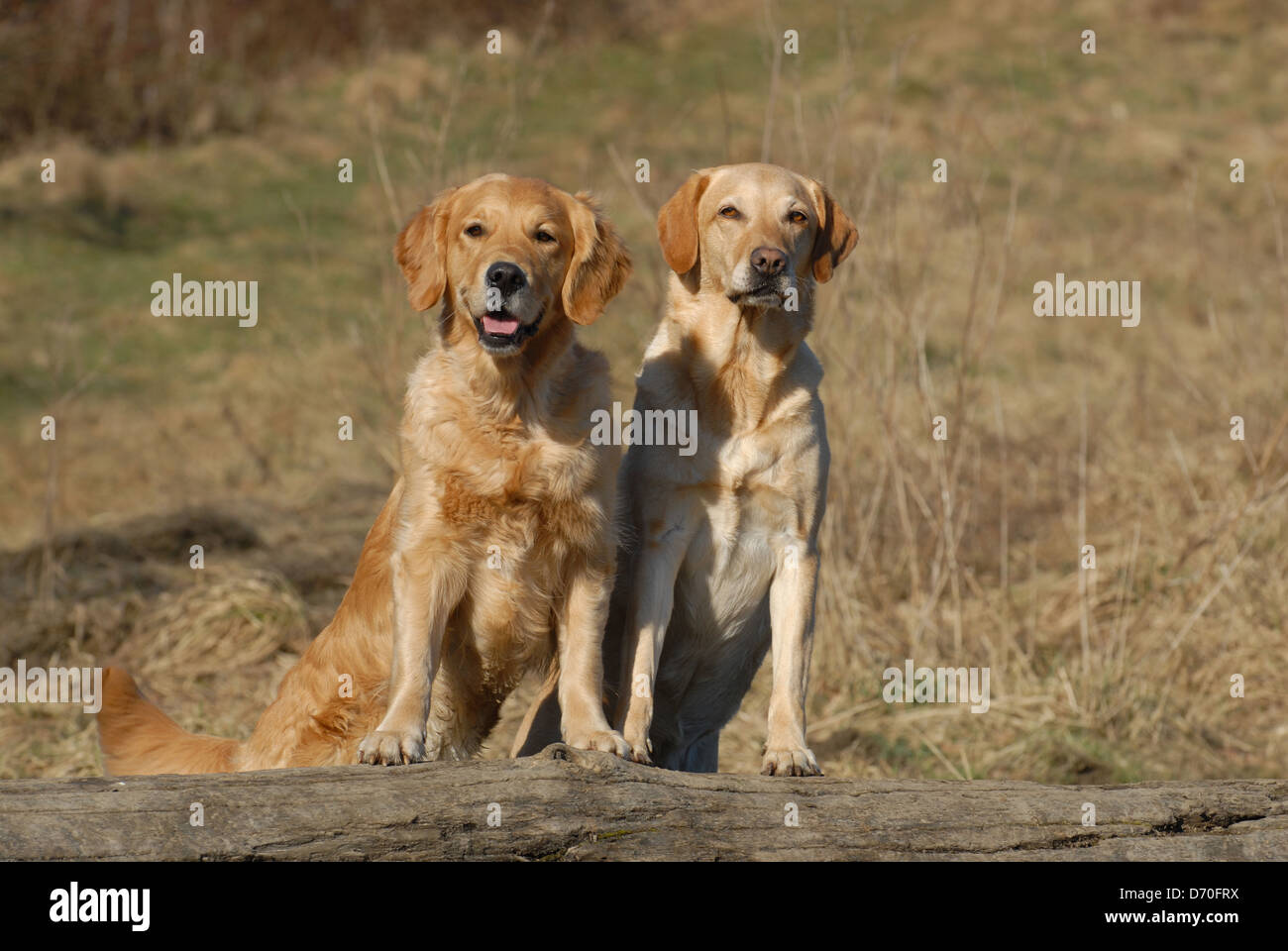 labrador and golden retriever Stock Photo - Alamy