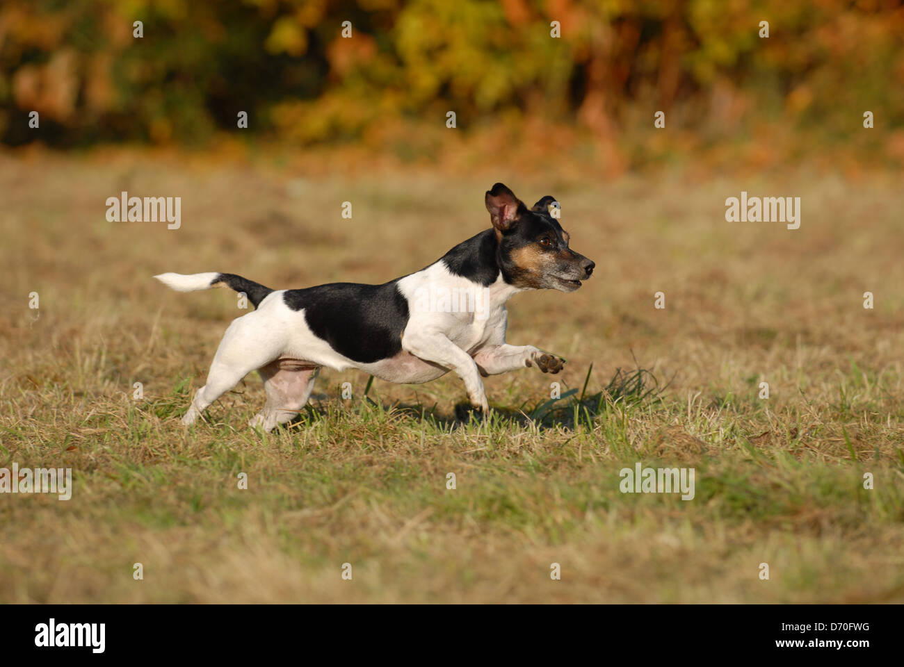 running Jack Russell Terrier Stock Photo - Alamy