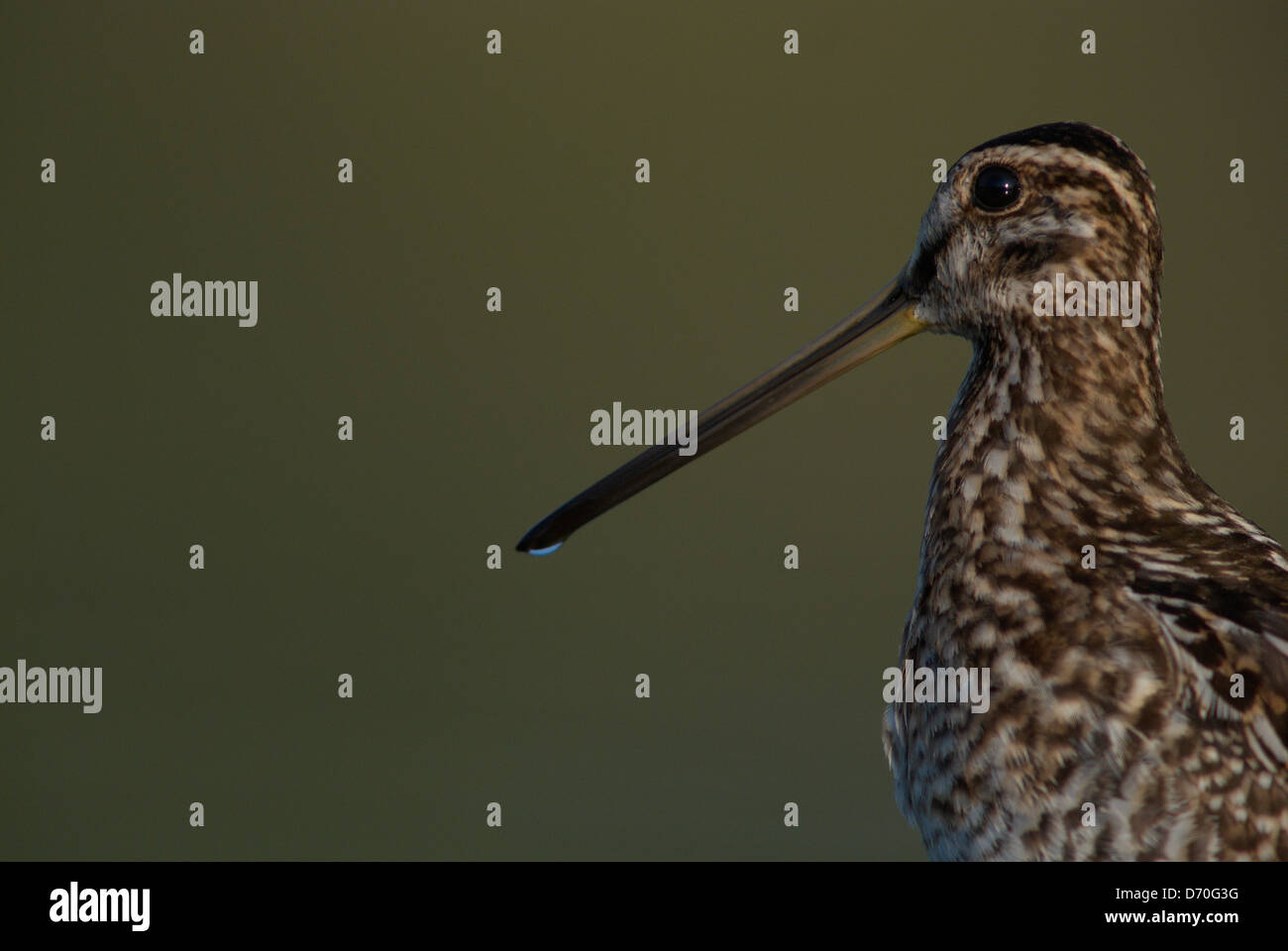 Common snipe portrait Stock Photo - Alamy
