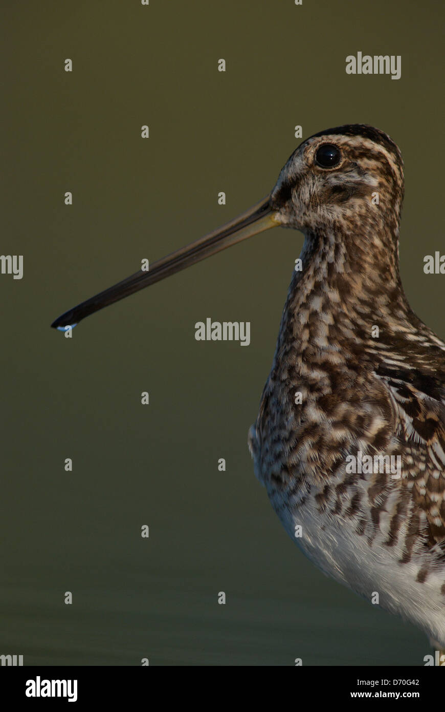 Common snipe portrait Stock Photo - Alamy