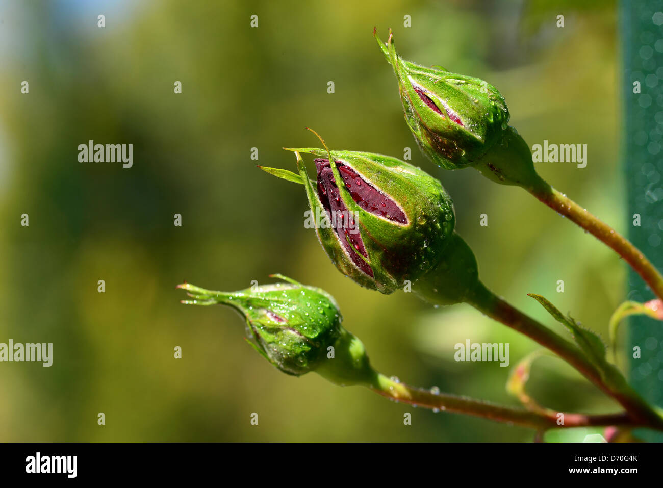 rosebud with drops of water on three Stock Photo - Alamy