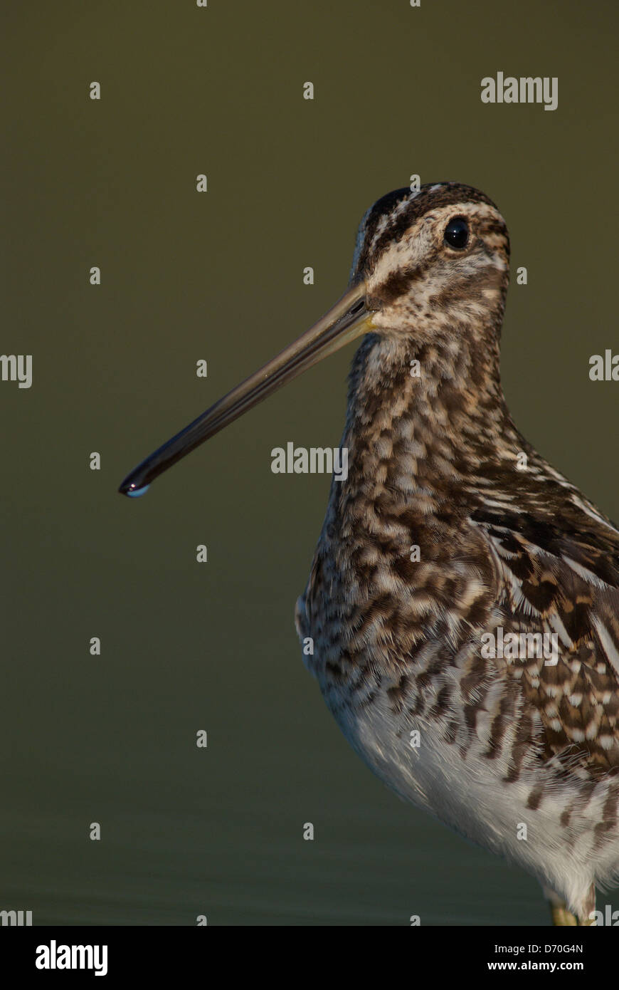Common snipe portrait Stock Photo - Alamy