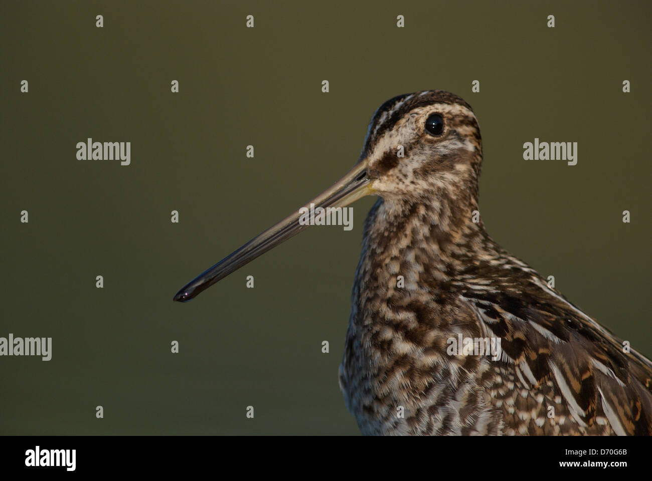 Common snipe portrait Stock Photo - Alamy