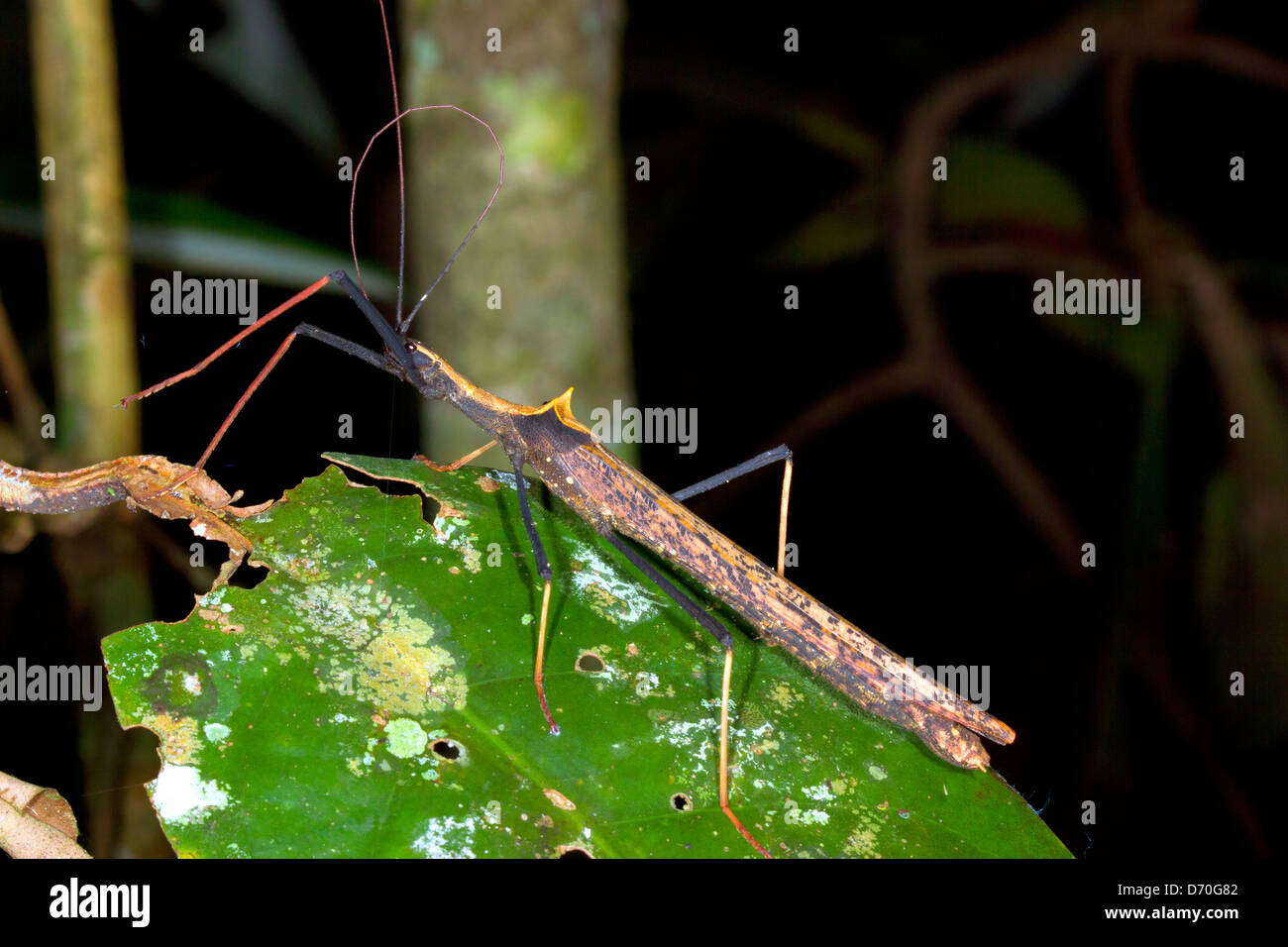 Tropical rainforest stick insect hi-res stock photography and images ...