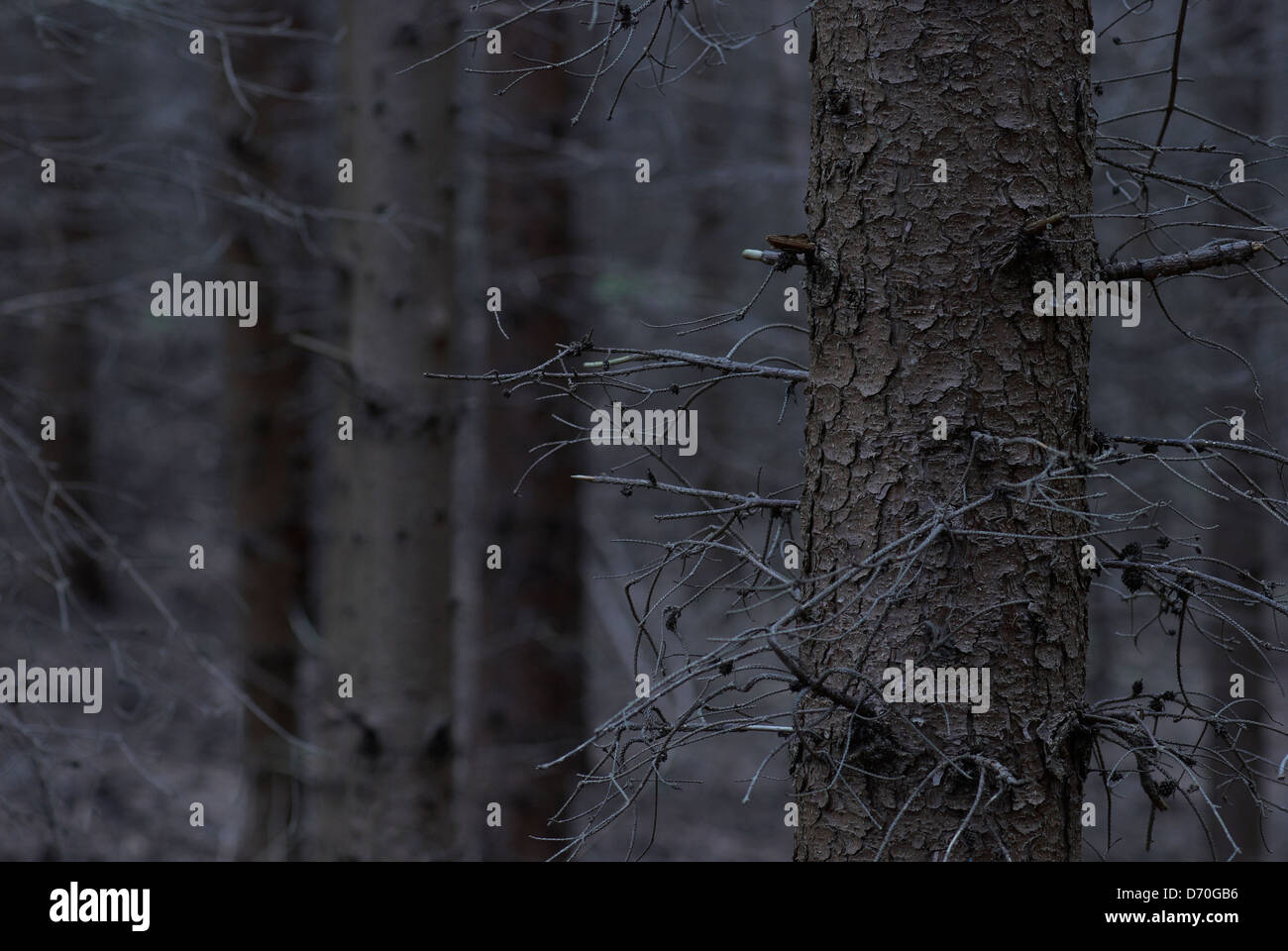 Spooky pine forest Stock Photo - Alamy