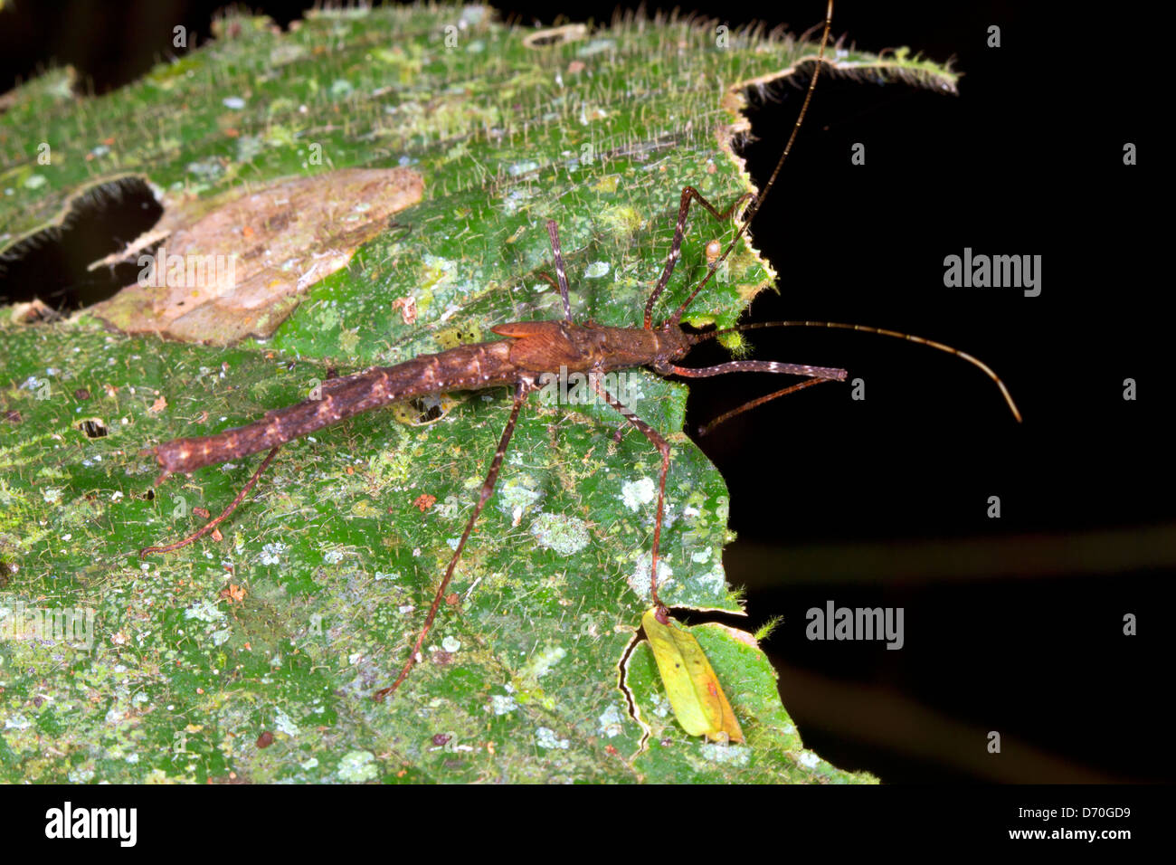 Eating walking stick insect hi-res stock photography and images - Alamy