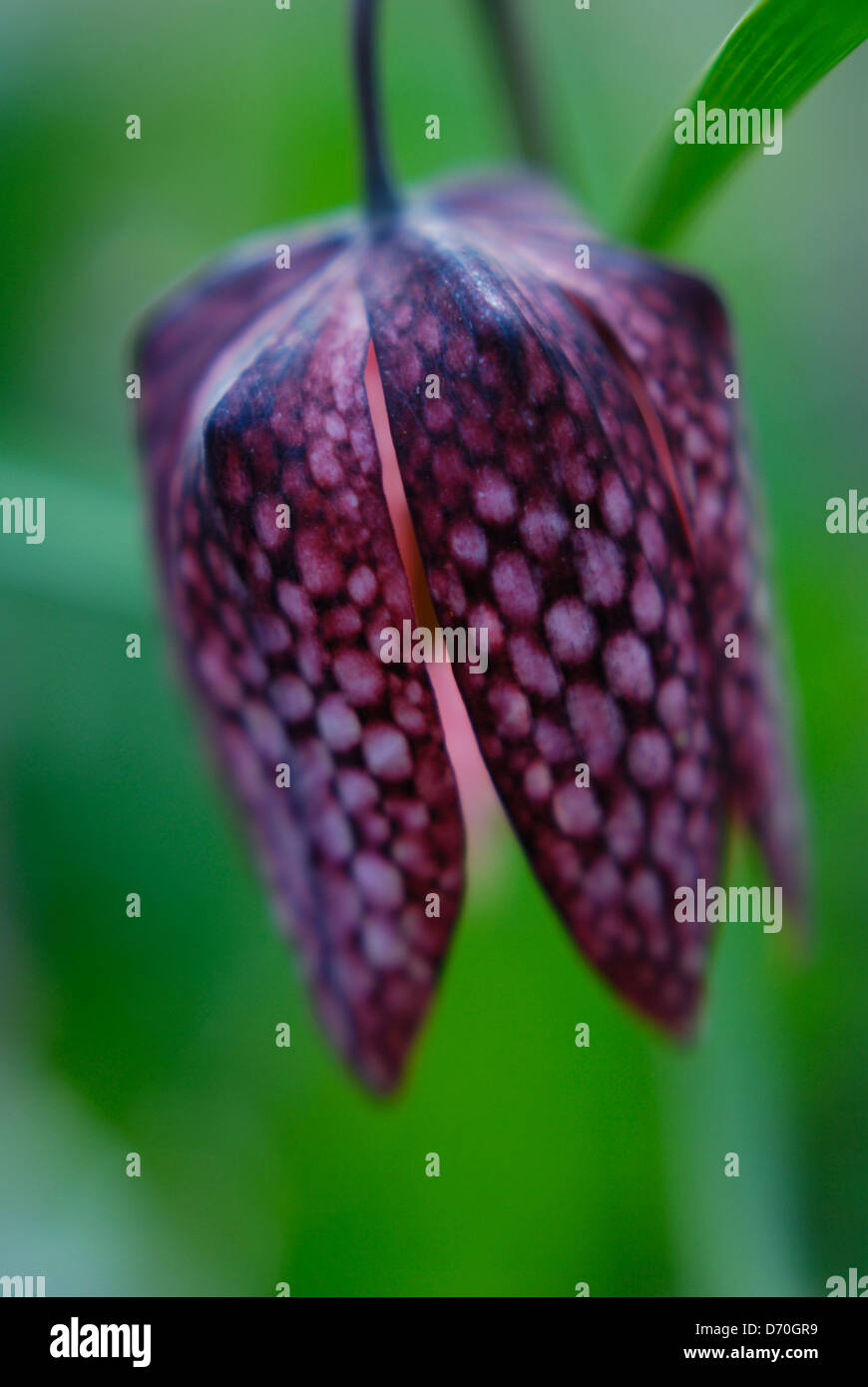 Snake's head flower close-up Stock Photo - Alamy