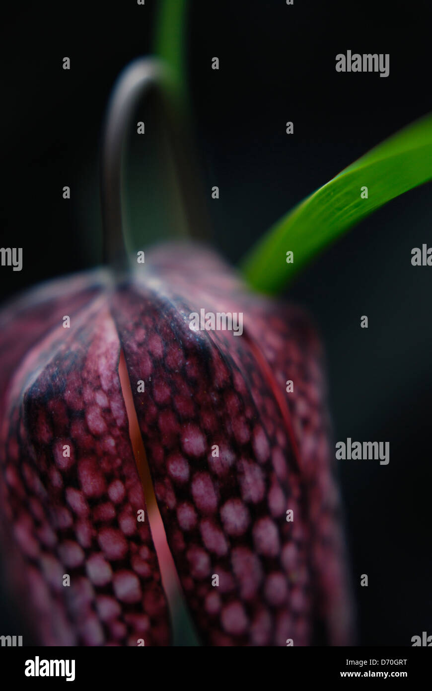 Snake's head flower detail Stock Photo - Alamy