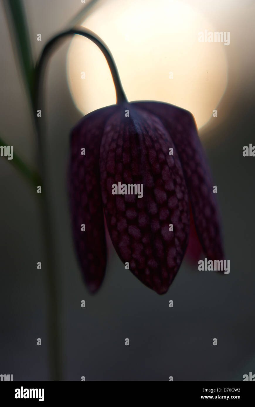 Snake's head flower with sunset Stock Photo - Alamy