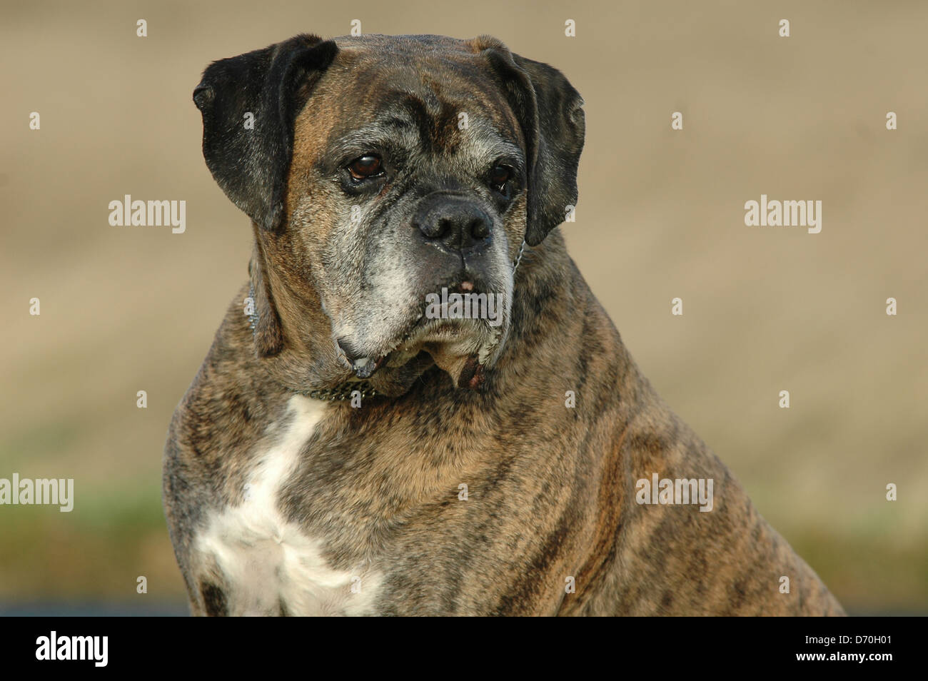 Elderly boxer dog hi-res stock photography and images - Alamy