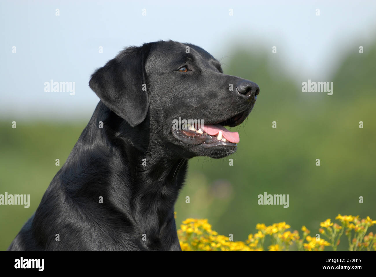 black Labrador Retriever Stock Photo - Alamy