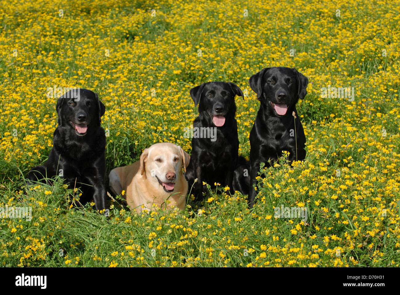 Labrador group field hi-res stock photography and images - Alamy