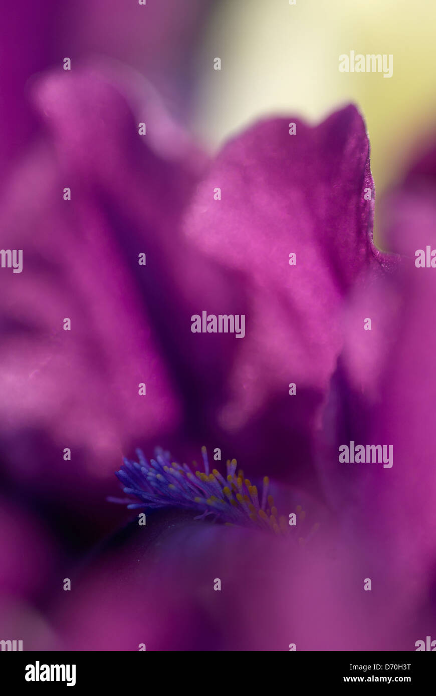 Purple dwarf iris macro Stock Photo - Alamy
