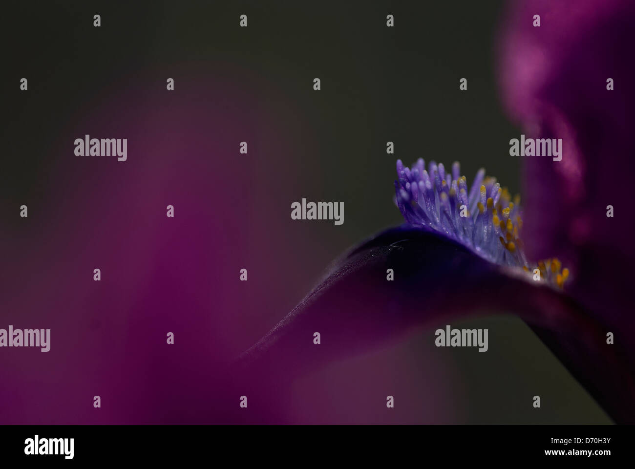 Dwarf iris macro Stock Photo - Alamy