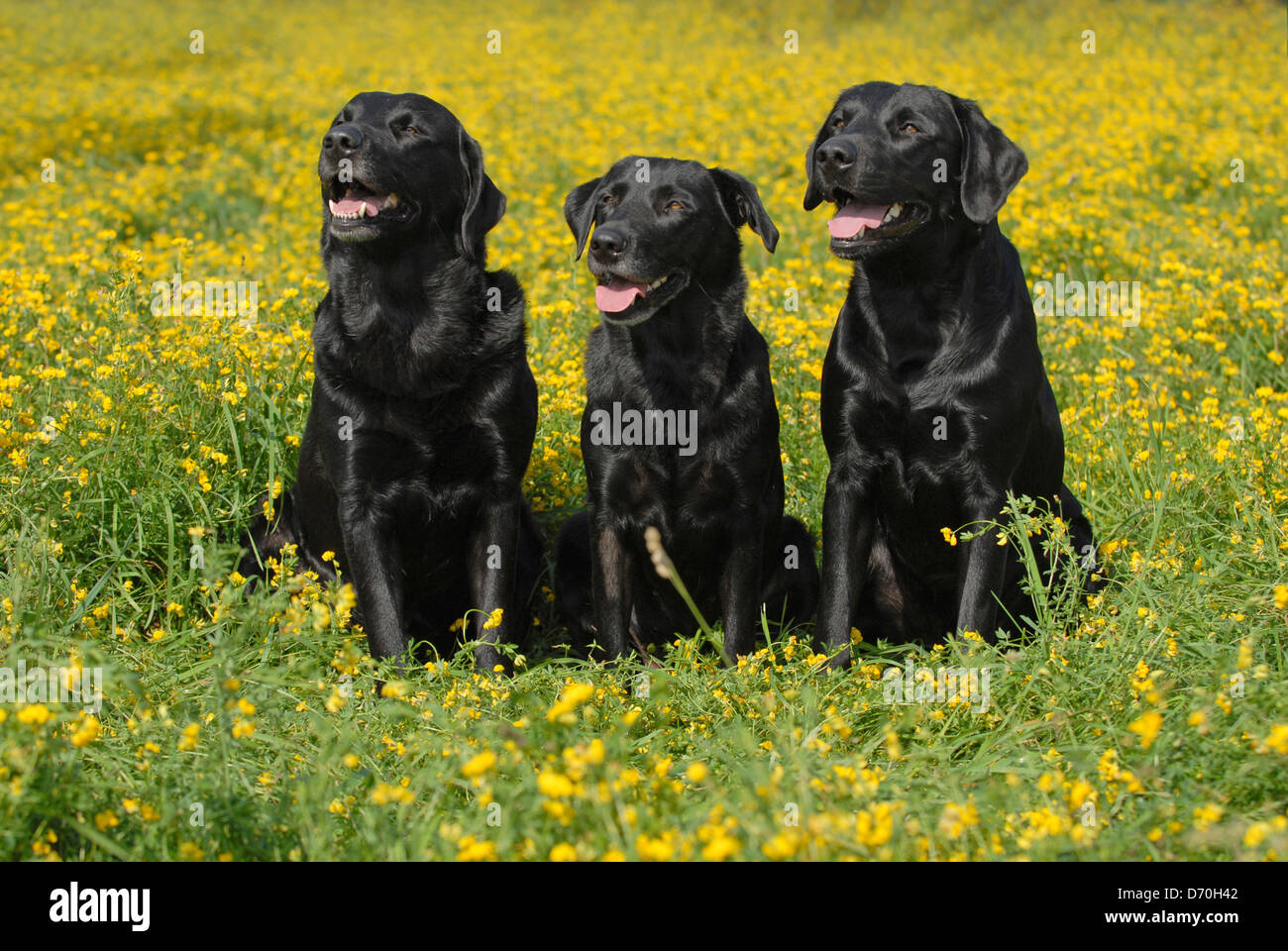 black Labrador Retriever Stock Photo - Alamy