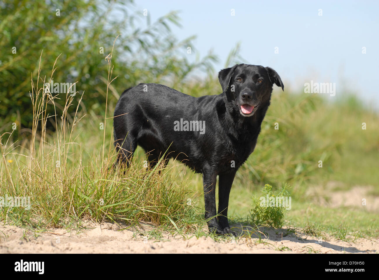 black Labrador Retriever Stock Photo - Alamy
