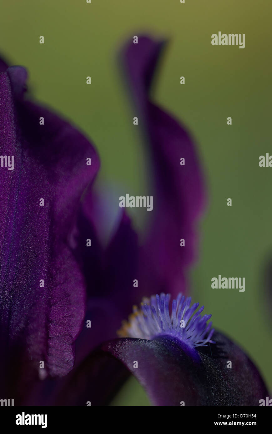 Dwarf iris close-up Stock Photo - Alamy