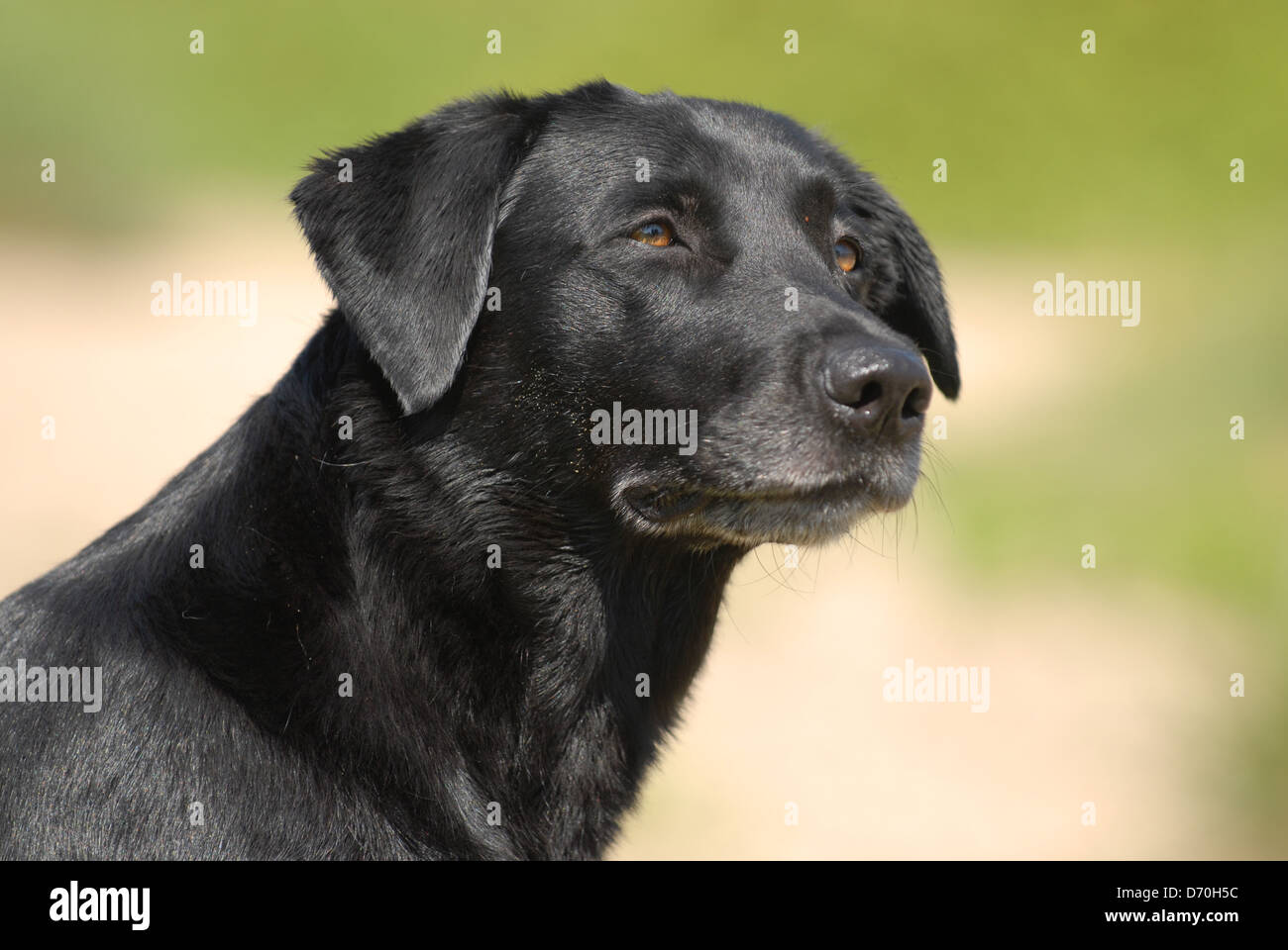 black Labrador Retriever Stock Photo - Alamy