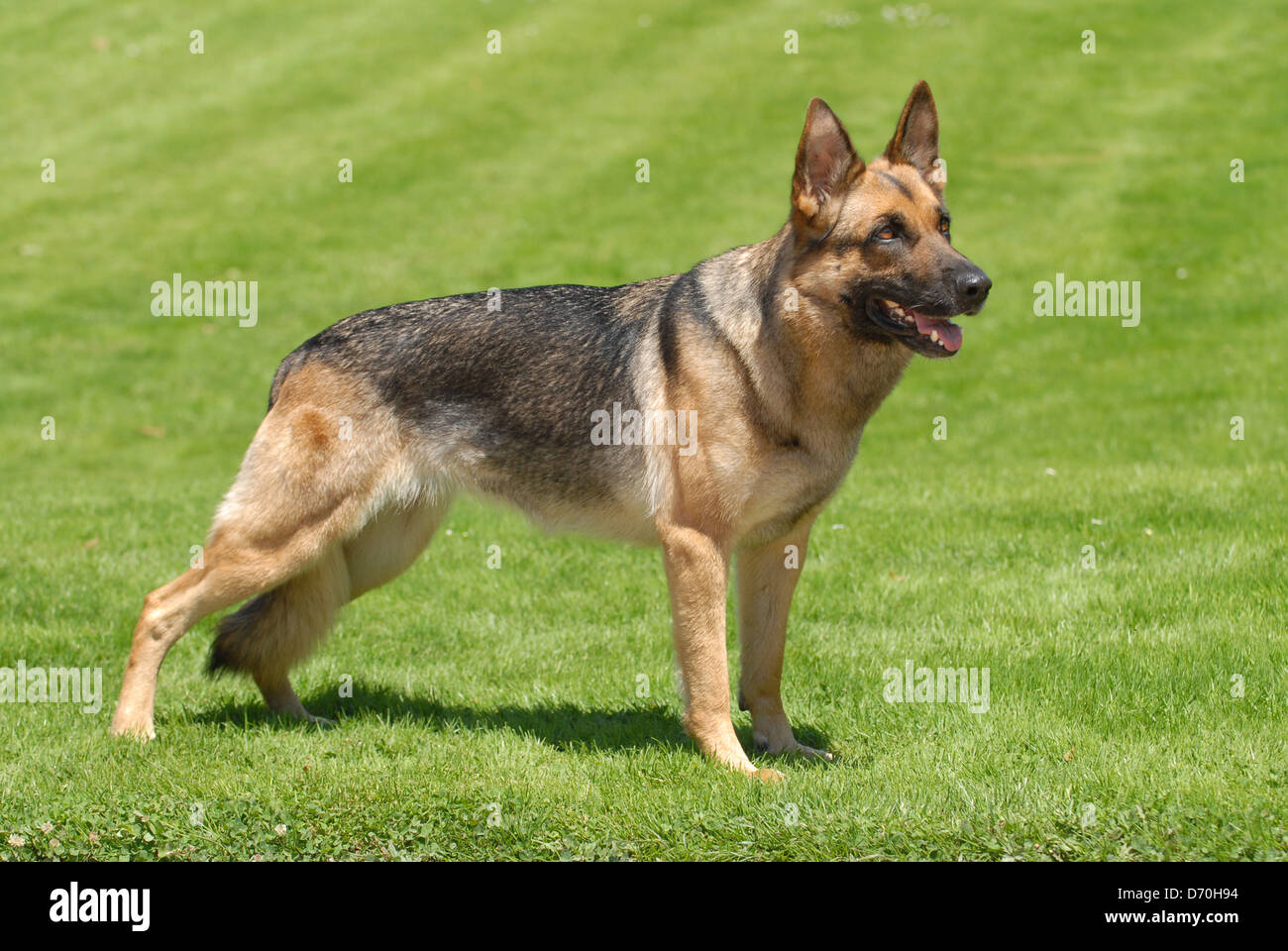standing German Shepherd Stock Photo - Alamy