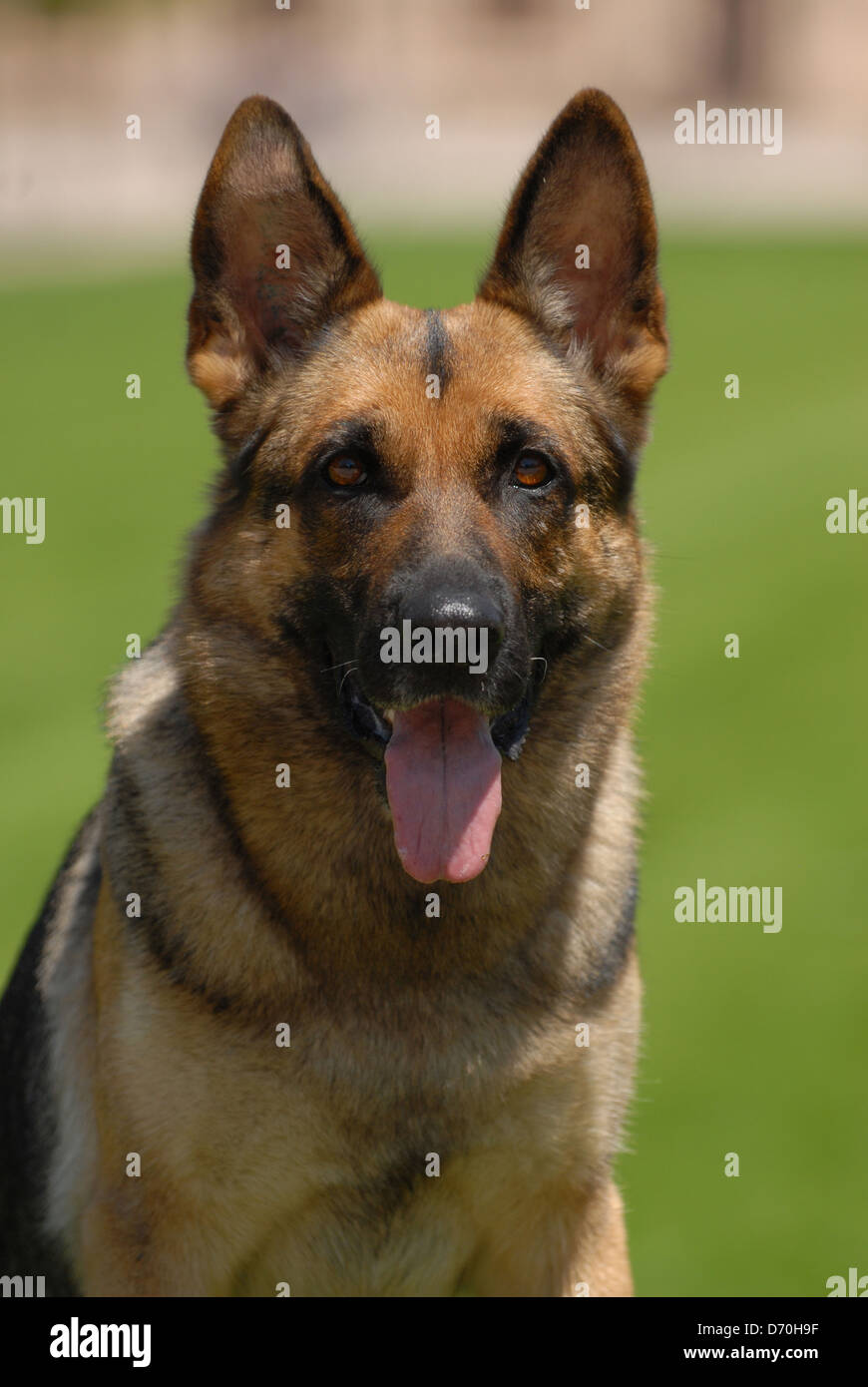 German Shepherd Portrait Stock Photo - Alamy