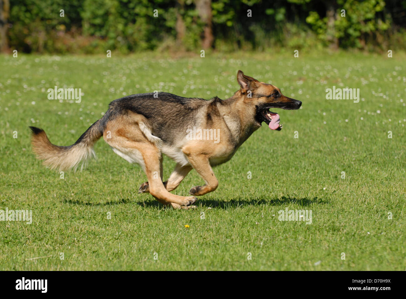 running German Shepherd Stock Photo - Alamy