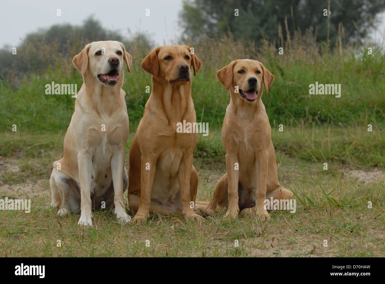 Three labradors sitting hi-res stock photography and images - Alamy