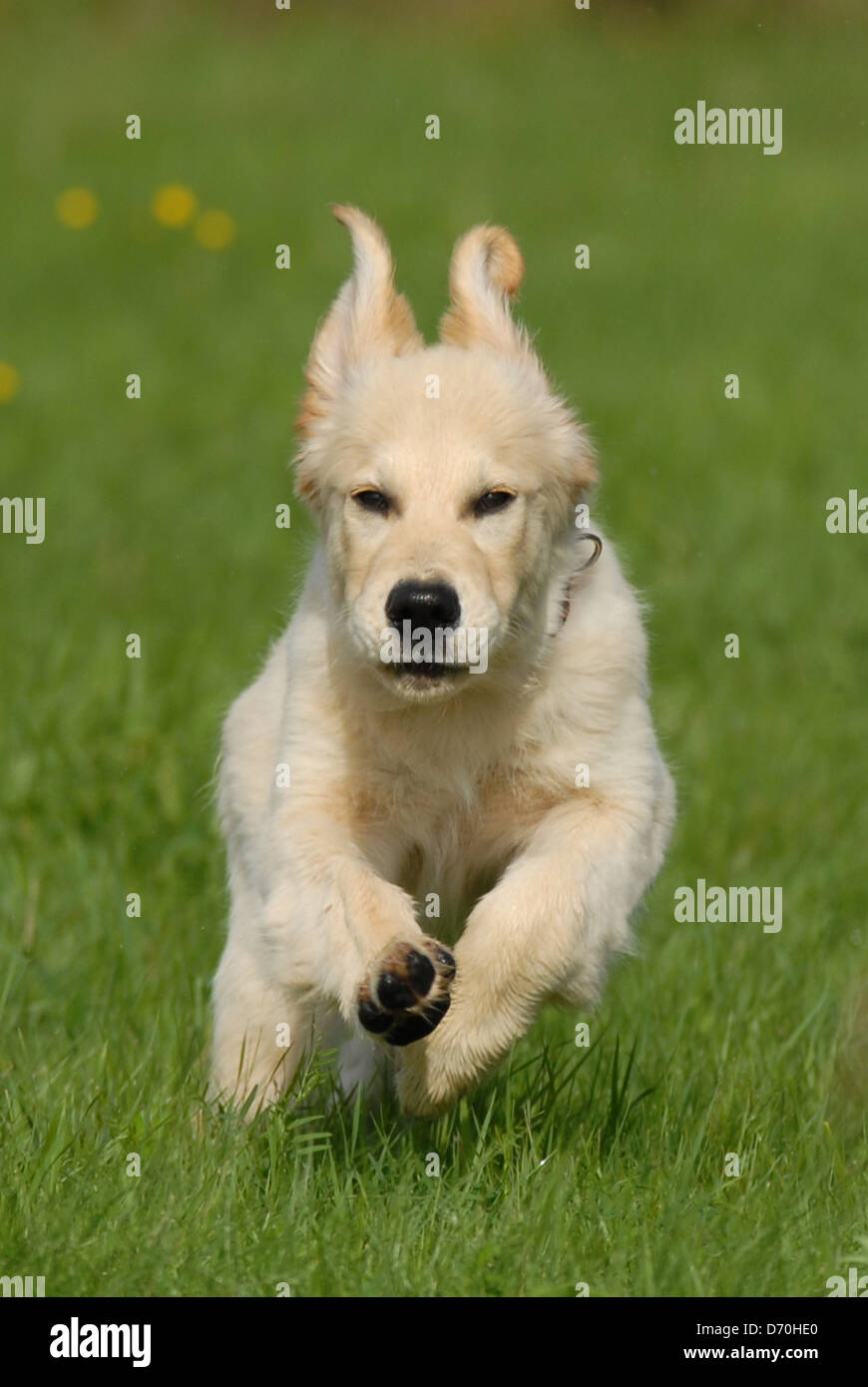running Golden Retriever puppy Stock Photo - Alamy